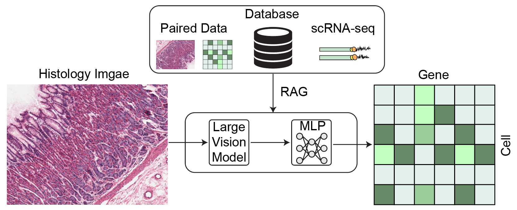 Rag St Retrieval Augmented Generation For Spatial Transcriptomics Ucsc Ospo